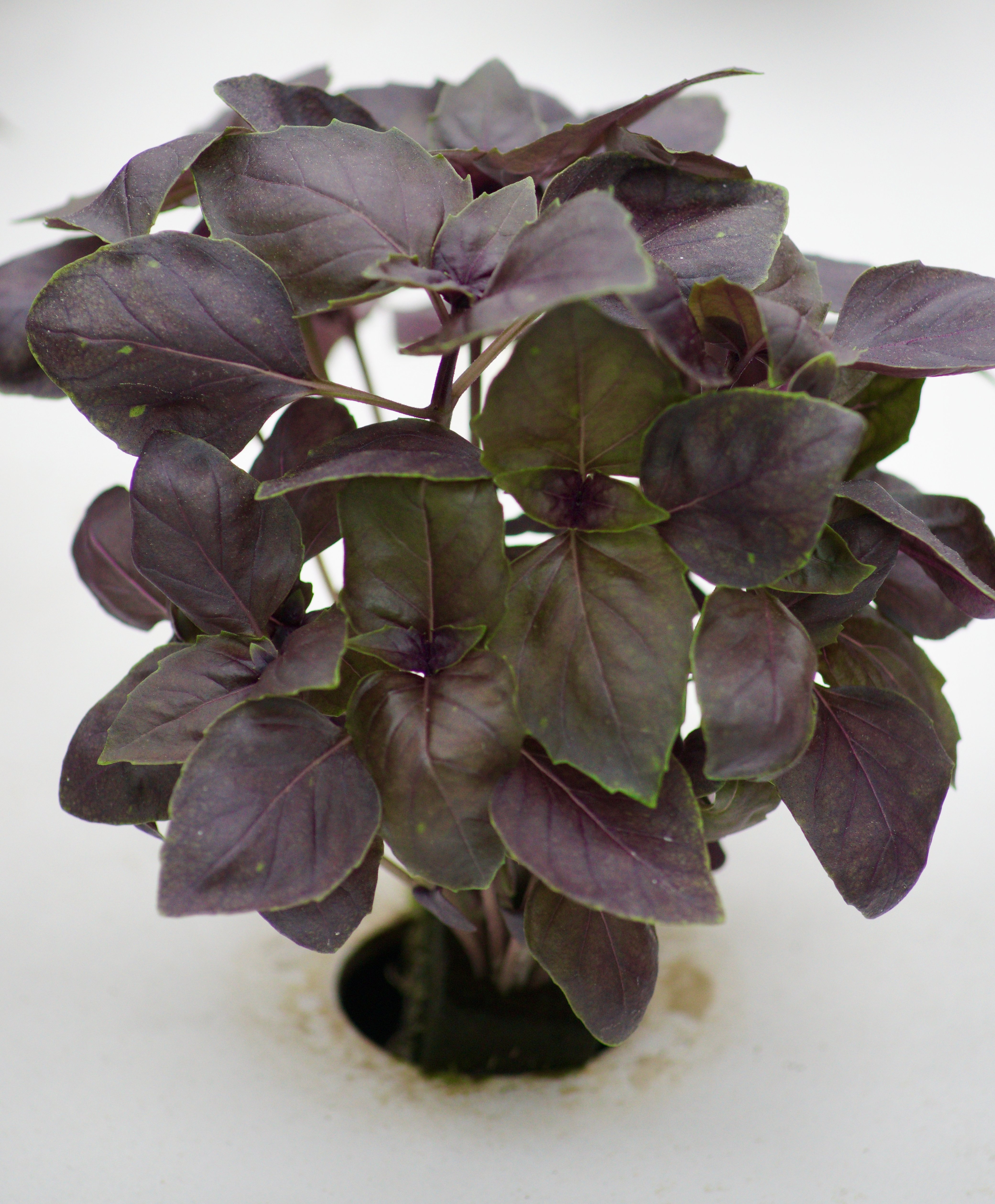 The Visionary Journey of Magki Farms with Agritecture — AGRITECTURE