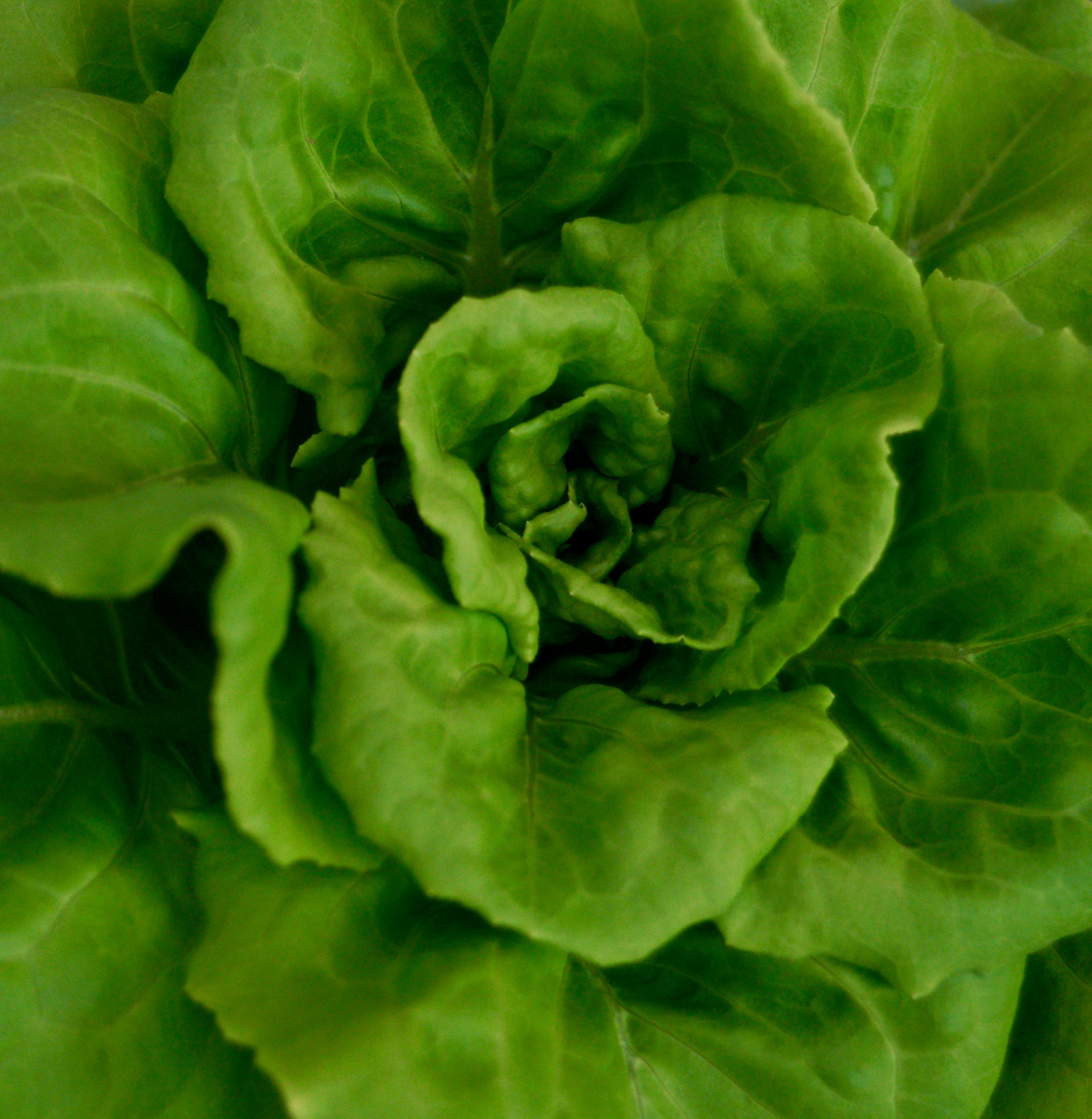 The Visionary Journey of Magki Farms with Agritecture — AGRITECTURE