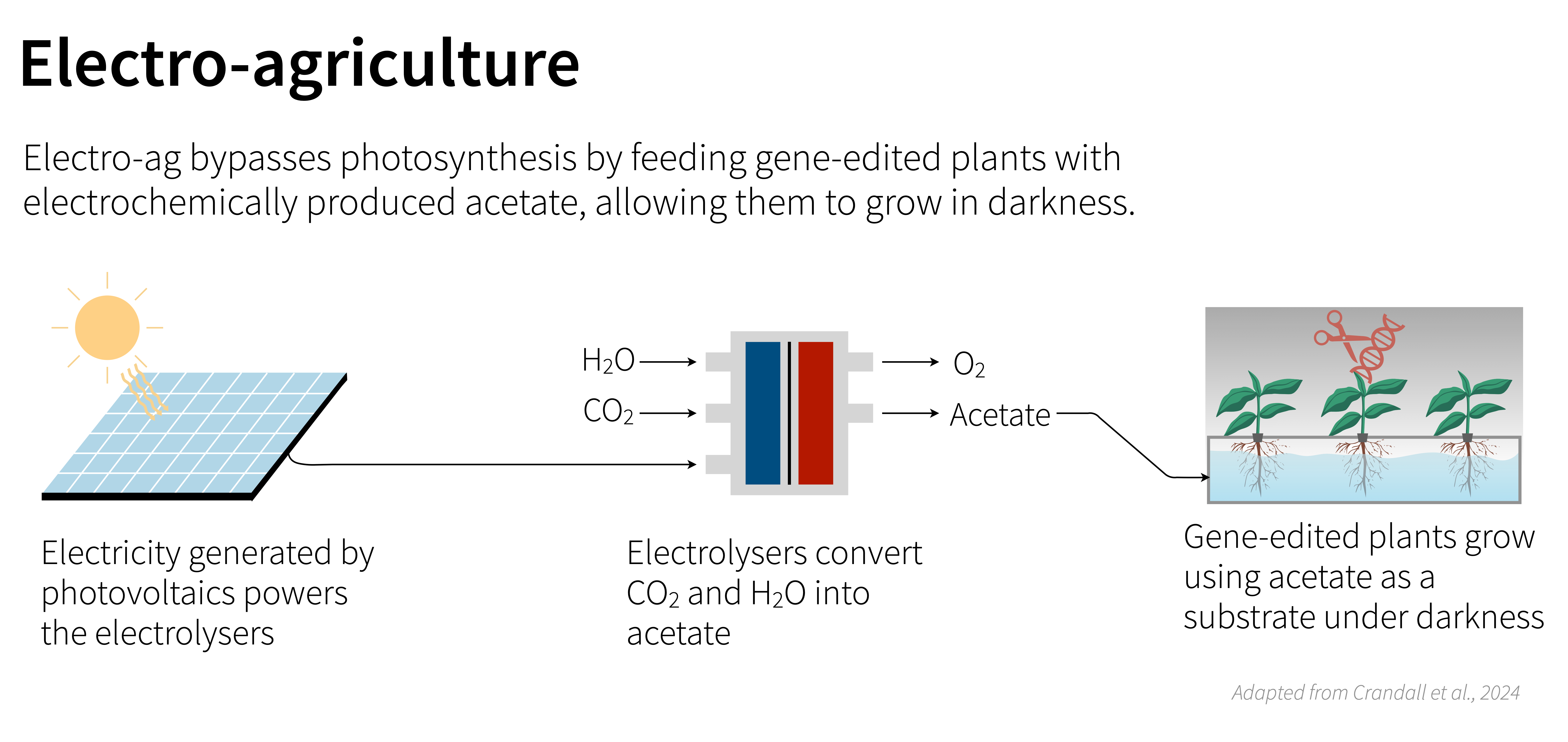 Growing Plants in Darkness: The Promise of Electro-Ag in Vertical Farming