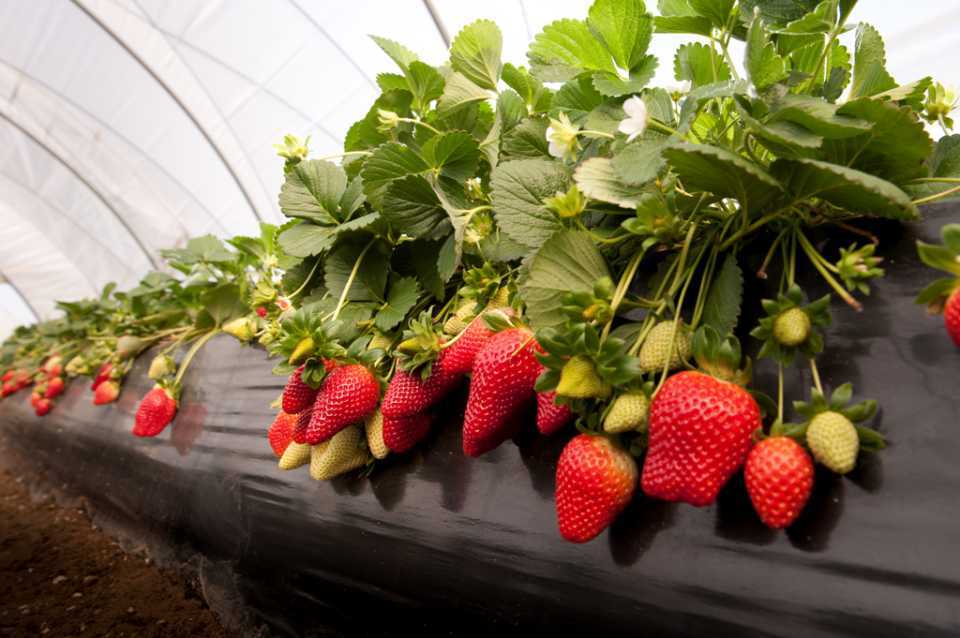 Solar Panels Boost Strawberry Growth and Cut Emissions