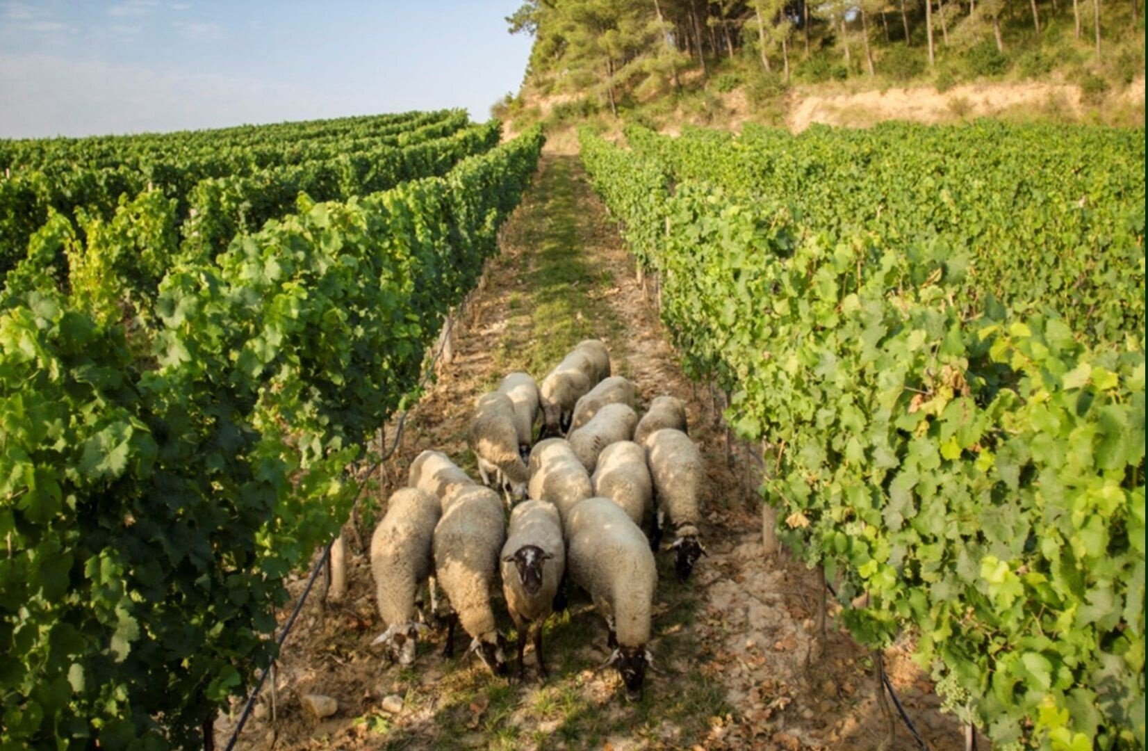 Principles and Practices of Sustainable Agriculture