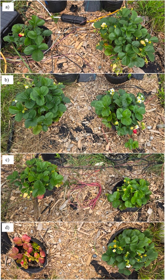 Can Solar Panels Help You Grow Better Strawberries? A New Study Says Yes