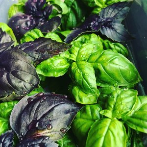 Empowering Growth: A Hydroponic Basil Revolution