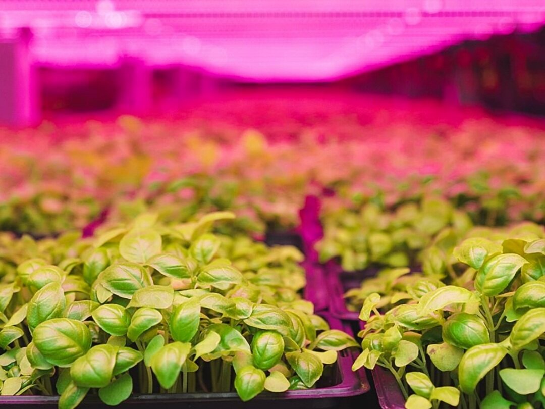 Badia Farm Is Strengthening Food Security In The UAE — AGRITECTURE