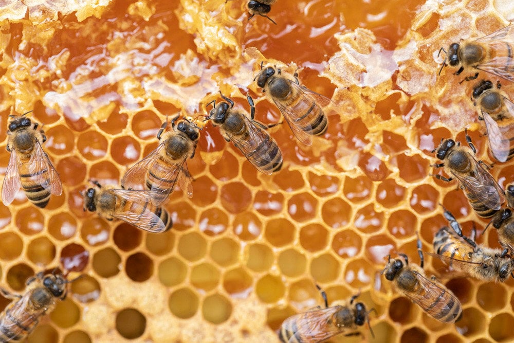 Why Honeybees Thrive in Cities—and Why It Matters