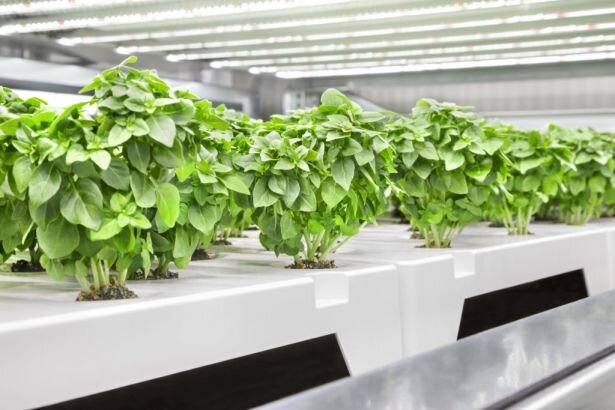 Infarm To Open Second Vertical Farm In The UK — AGRITECTURE