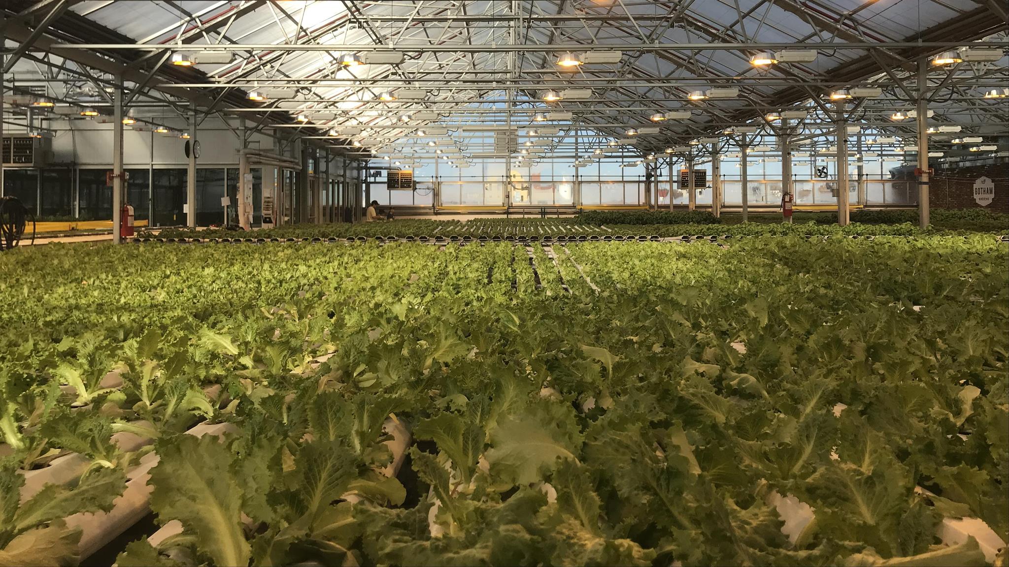 Urban Farms Are Growing Amongst NYC's Skyscrapers — AGRITECTURE