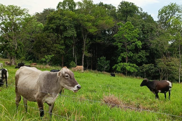 Colombian Farmers Restore Amazon with Sustainable Farms
