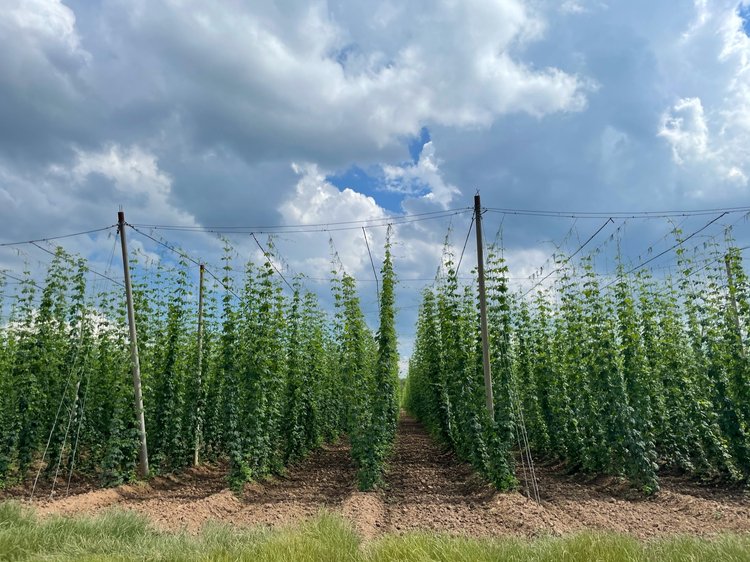 Using AI to Build Climate-Resilient Hops — AGRITECTURE