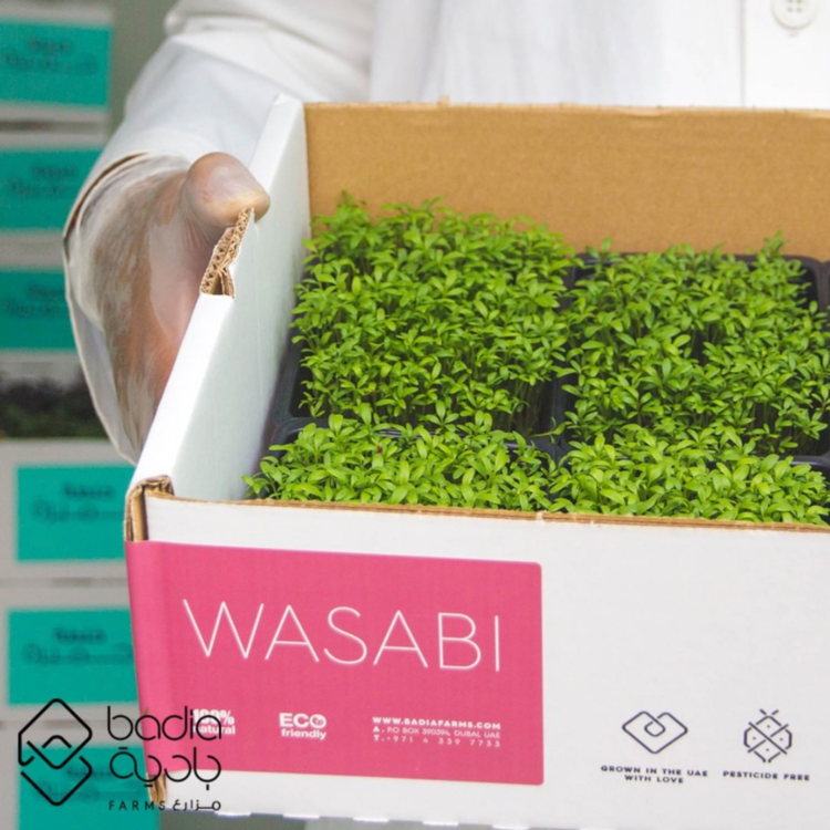 Badia Farm Is Strengthening Food Security In The UAE — AGRITECTURE
