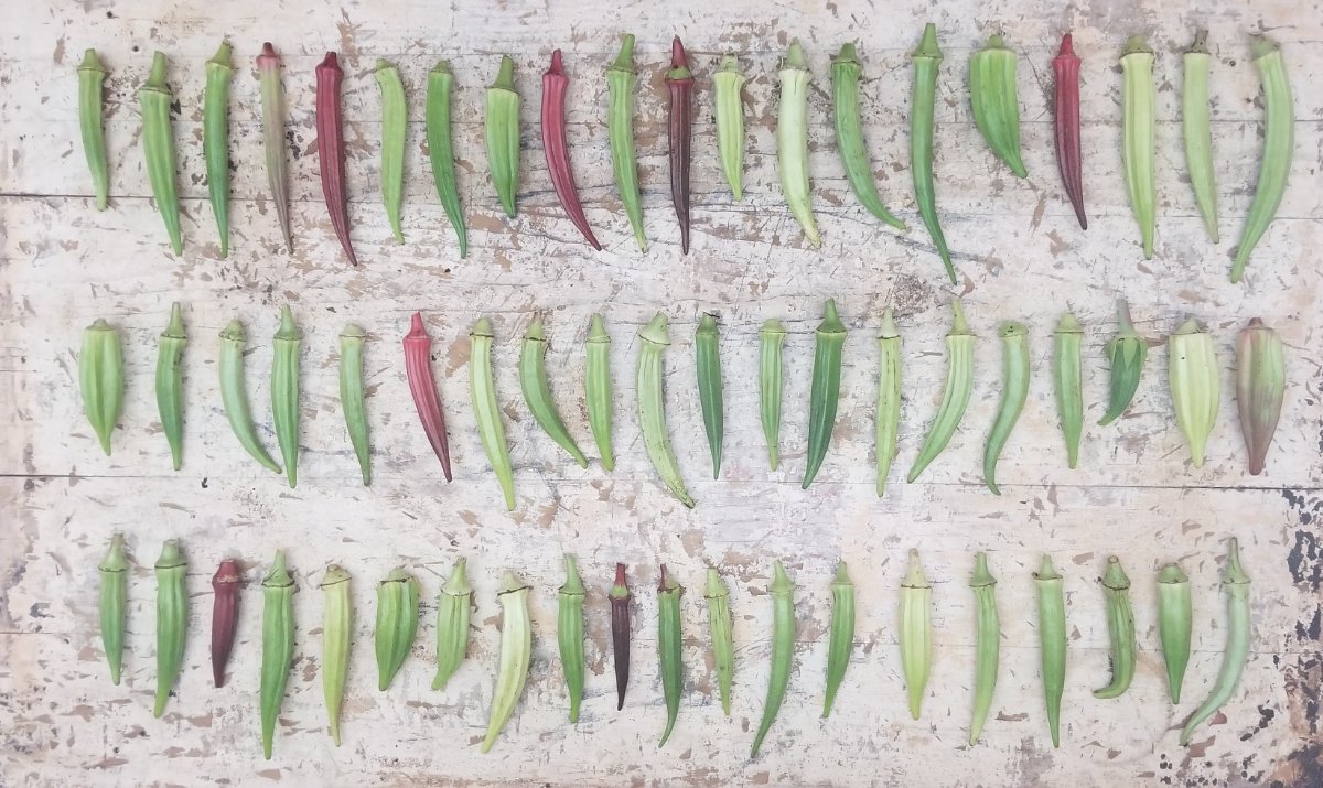 A Radical Seed-Breeding Project Could Help Southern Farmers Adapt to ...