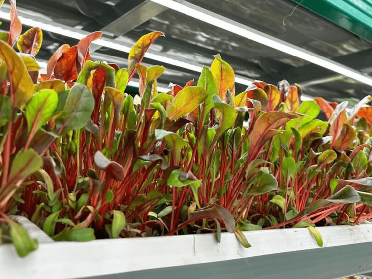 Introducing Agritecture Designer’s Advisor Bundle