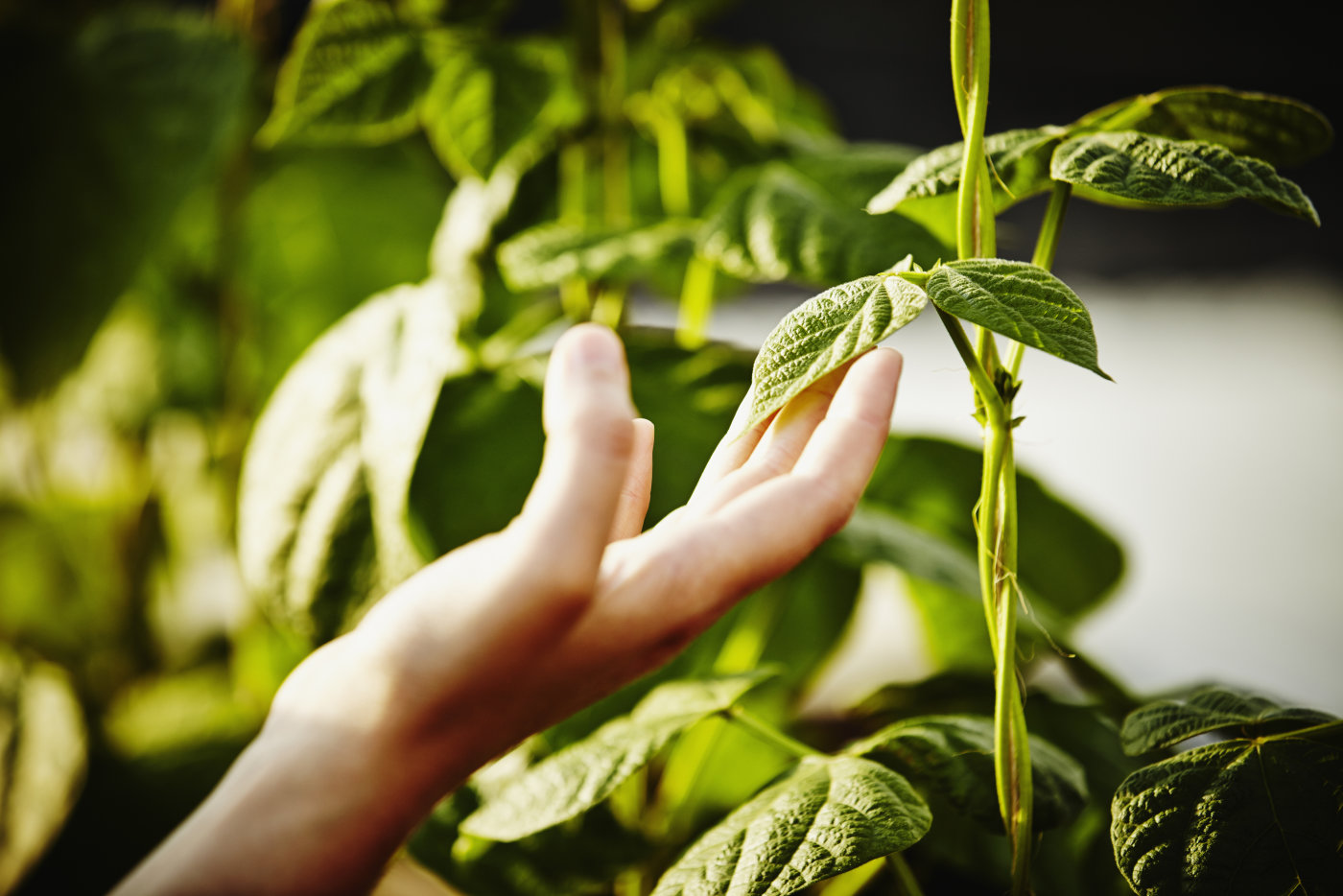 New Study Reveals Touching Plants Could Stunt Growth — AGRITECTURE