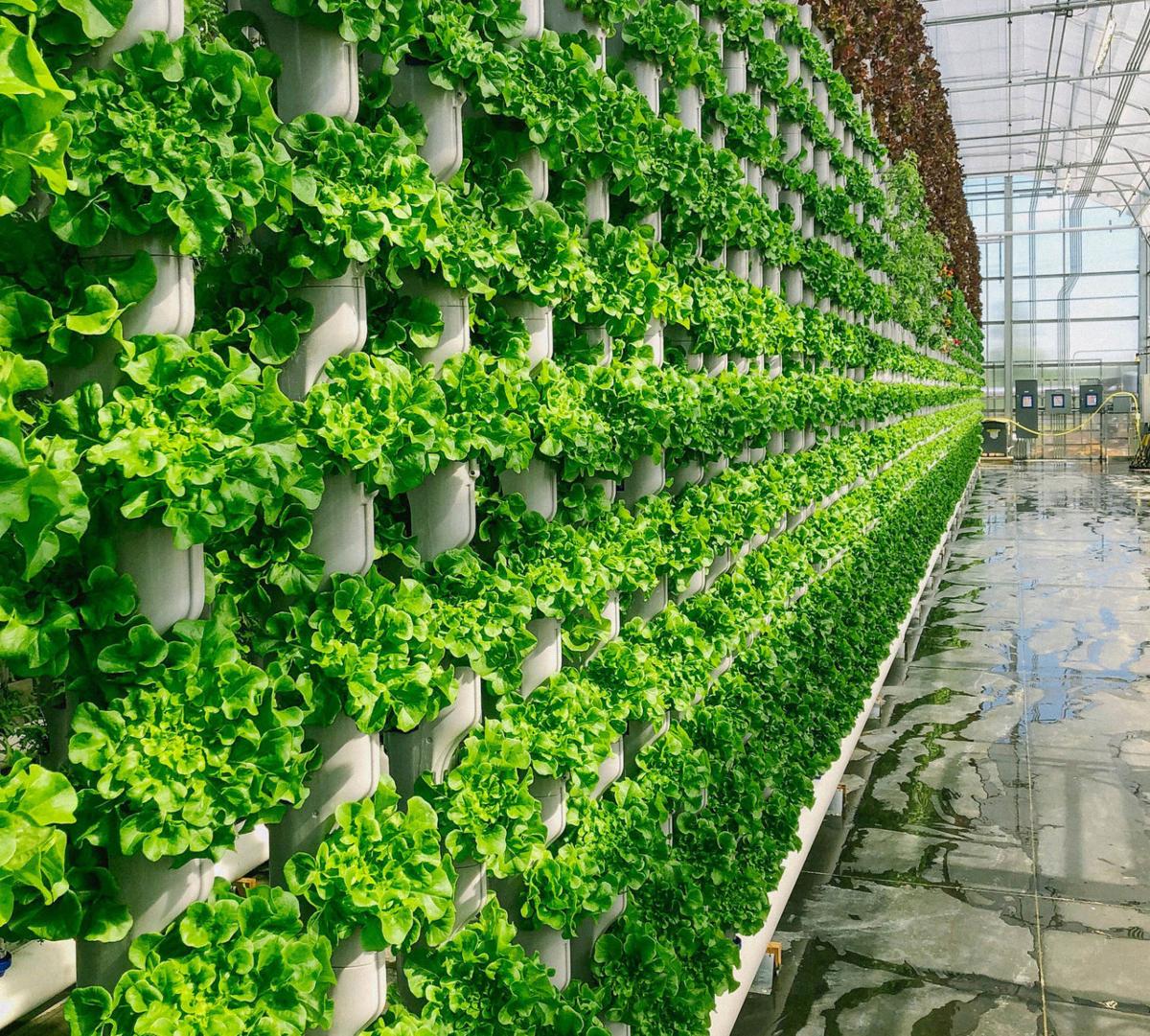 Investigating Vertical Farming For Bioenergy Crops — AGRITECTURE