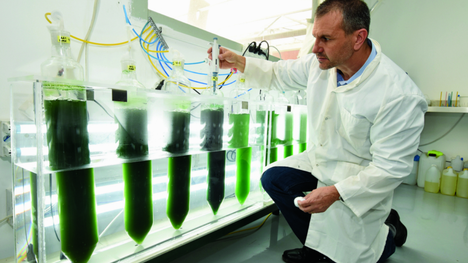 Using Cyanobacteria to Lower Farm Emissions — AGRITECTURE