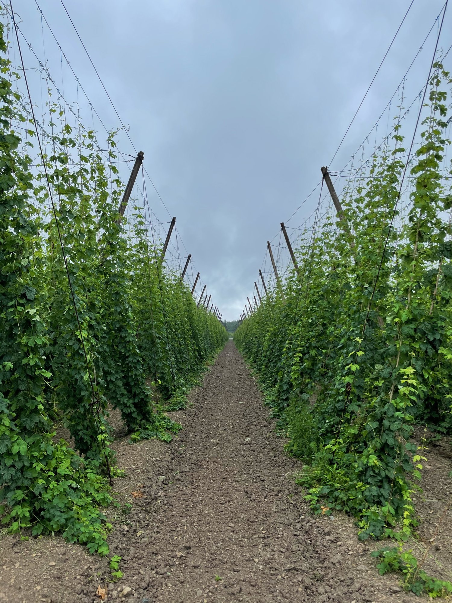 Using AI to Build Climate-Resilient Hops — AGRITECTURE