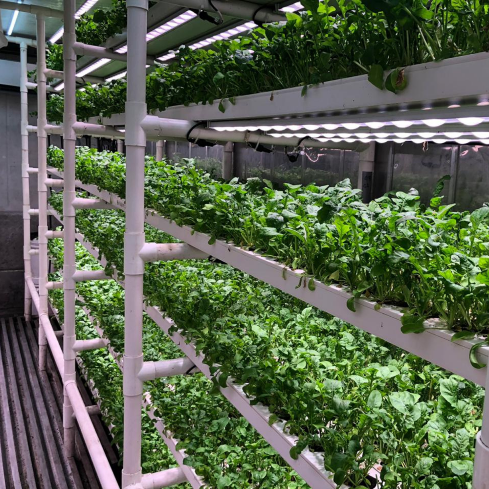 NXTLVL Farms Is Leading Urban Farming In the Philippines — AGRITECTURE