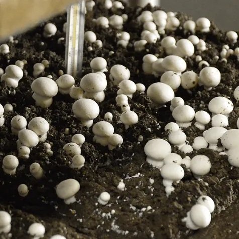 Top 8 Mushroom Growing Methods for All Growers