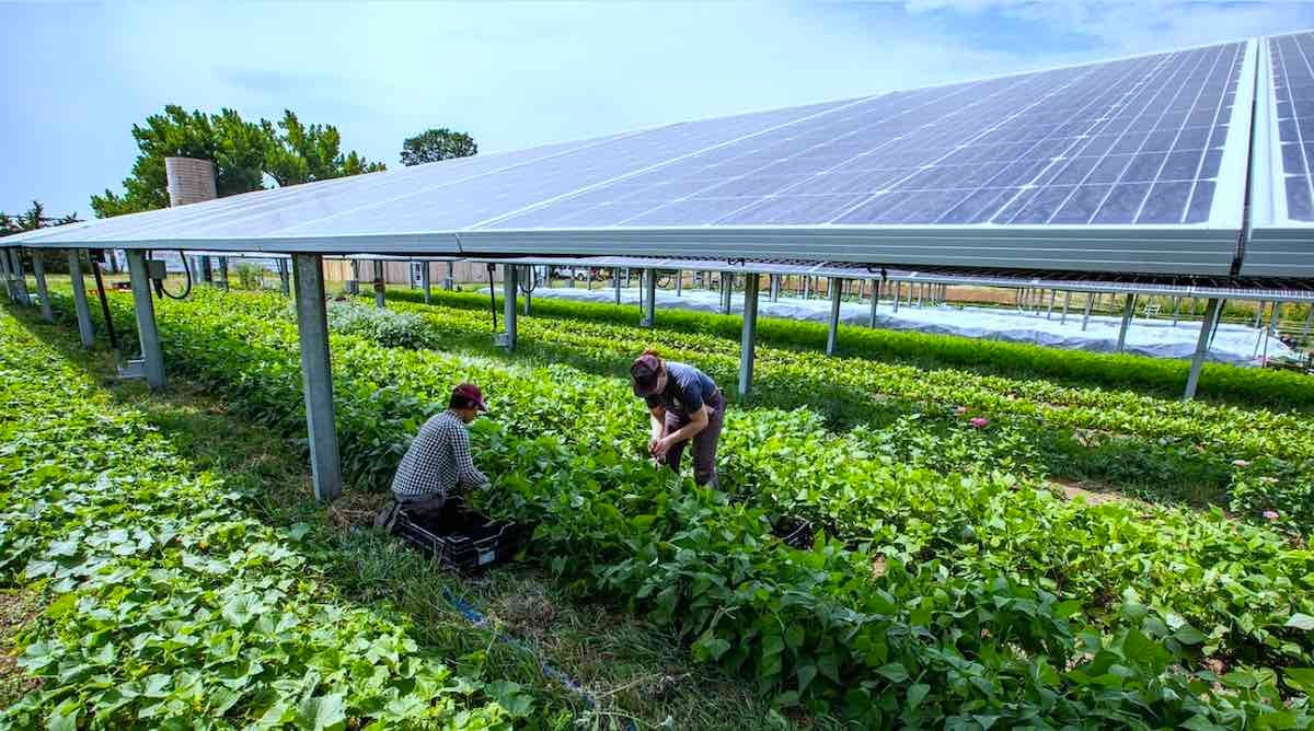 World’s Largest Solar Farm Yields Agrivoltaic Win