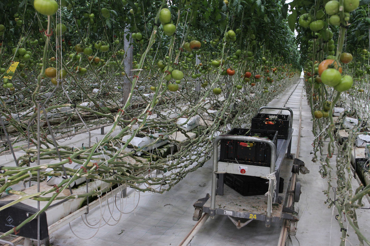 MEXICO LOOKS TO HIGH-TECH ‘AGROPARKS’ TO DRIVE AGRICULTURAL FUTURE ...
