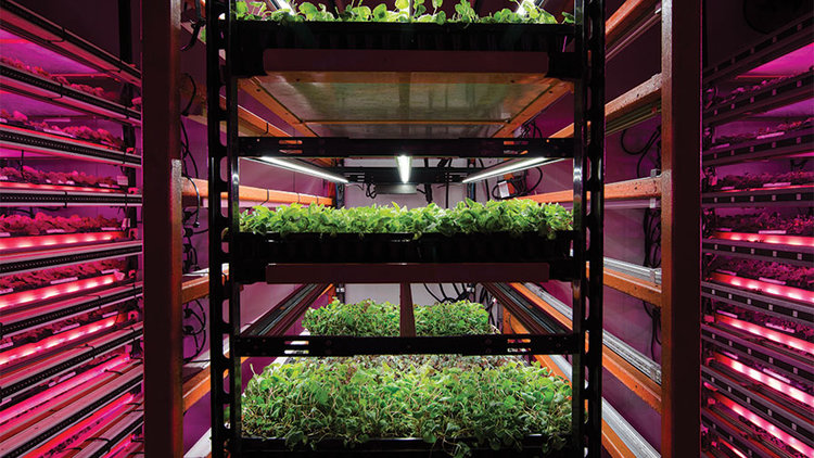 Automation: The Final Frontier of Vertical Farming — AGRITECTURE