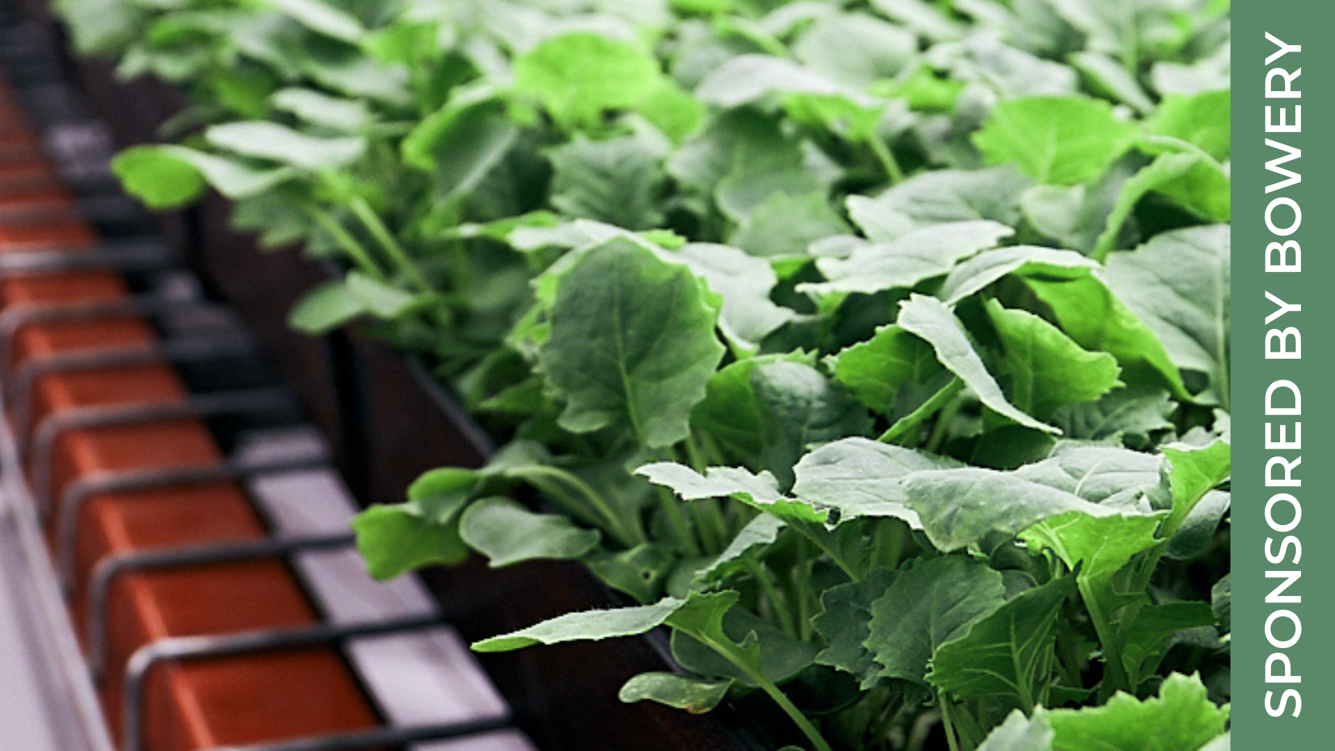 Bowery's 'Farm X' Is Pushing Vertical Farming To New Heights — AGRITECTURE