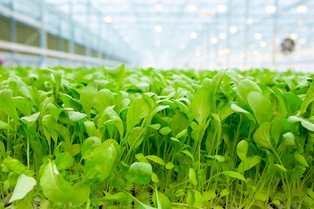 New Indoor-Grown Greens Safety Certification Launched