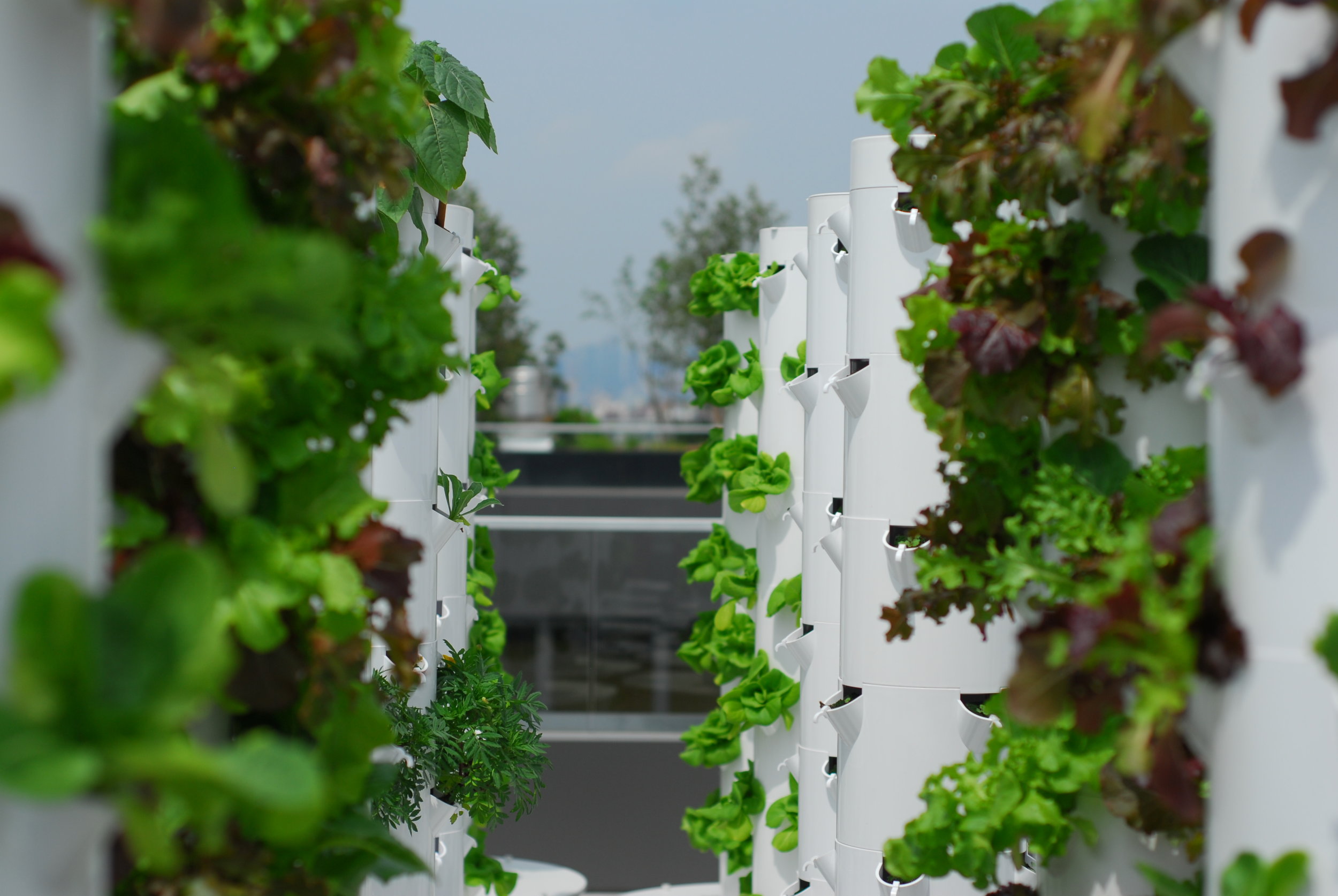 Green Food Solutions Is Revolutionizing Residential Growing — AGRITECTURE