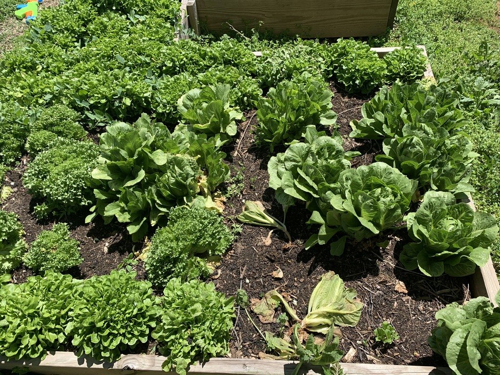 Baltimore Launches City’s First Innovative AgriHood
