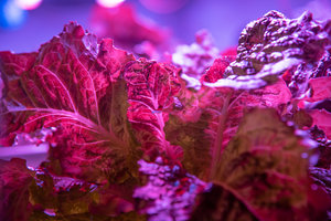 LettUs Grow Is Using Aeroponics To Build Farms Of The Future — AGRITECTURE