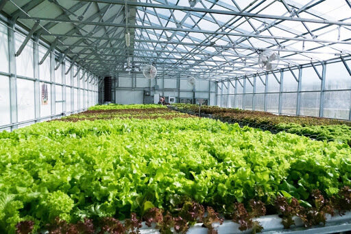 Advancing Sustainability Through Smart Greenhouse Design — AGRITECTURE