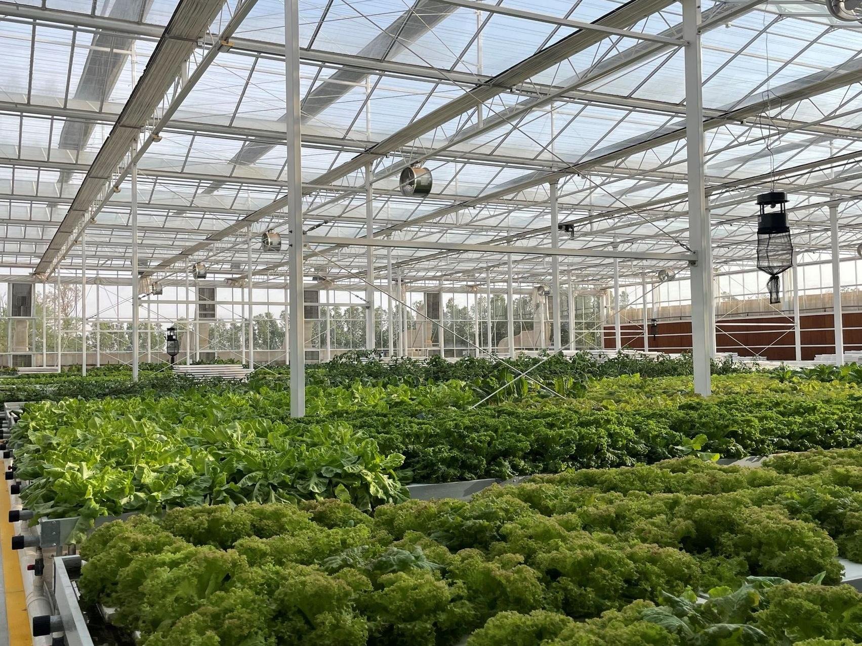 Hybrid Farms Bridge Traditional and Modern Agriculture