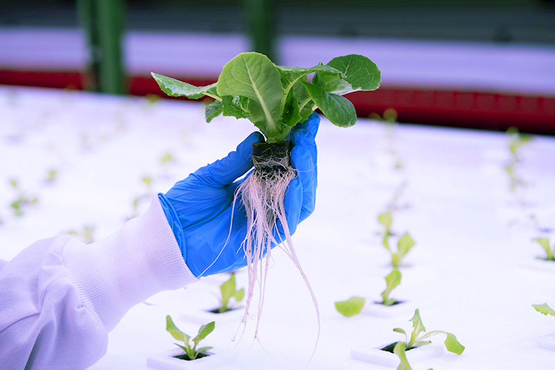 How To Stay Innovative In Vertical Farming: An Interview With CEO of ...