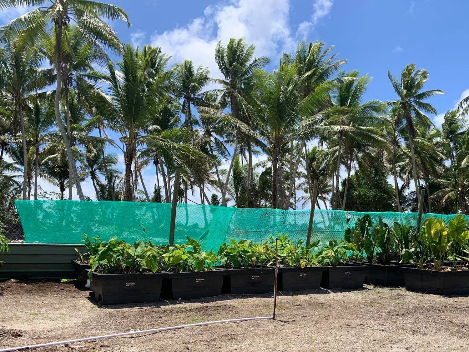 Atoll Nation Of Tuvalu Adopts ‘Cubes’ To Step Up Nutritious Food ...