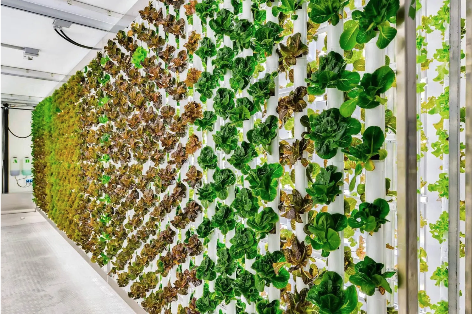 Ponix Farms: Reviving Atlanta's Food Deserts - AGRITECTURE