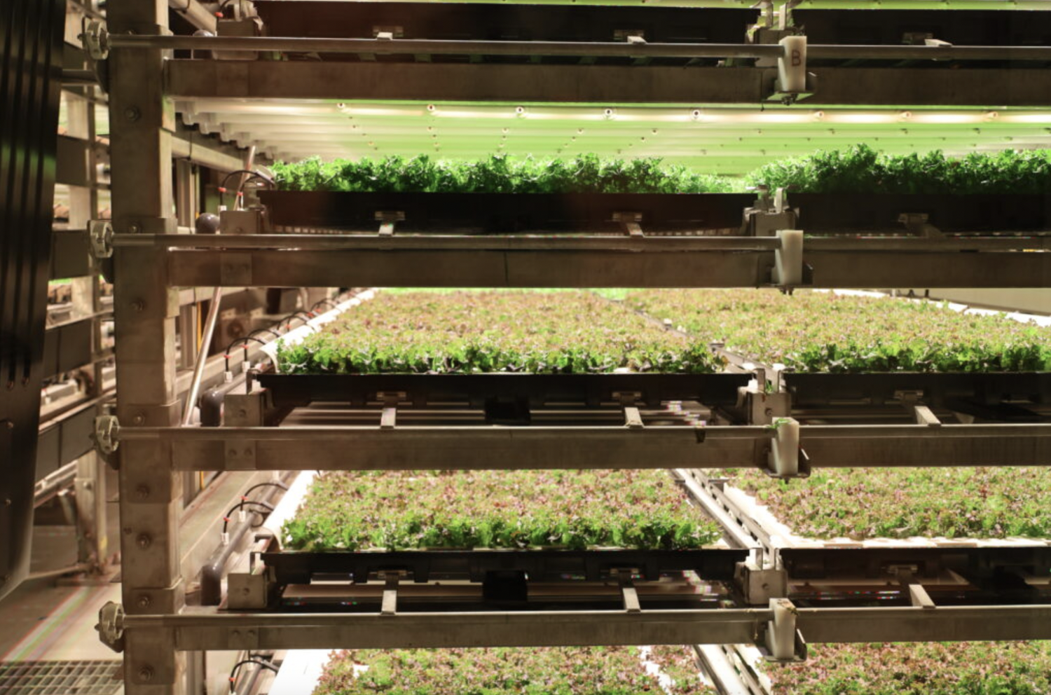 Top Vertical Farms in Australia and New Zealand
