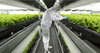 Spread to Open Larger Techno Farm in Japan