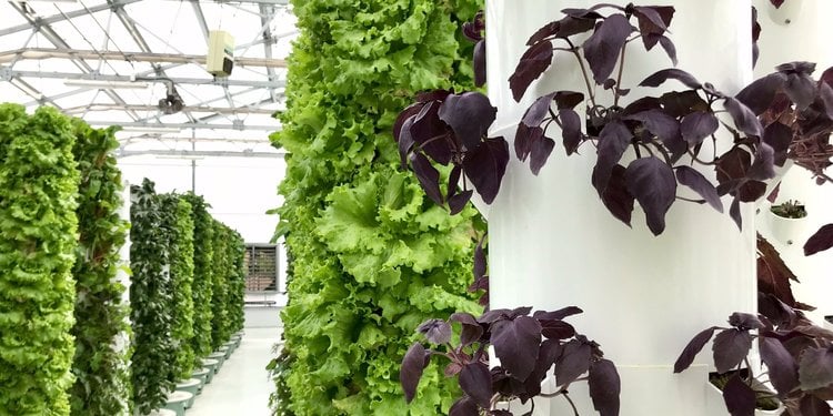 Rooftop Farming: A Smart Urban Agriculture Solution