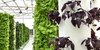 Rooftop Farming: A Smart Urban Agriculture Solution