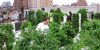 Rooftop Farming: A Smart Urban Agriculture Solution