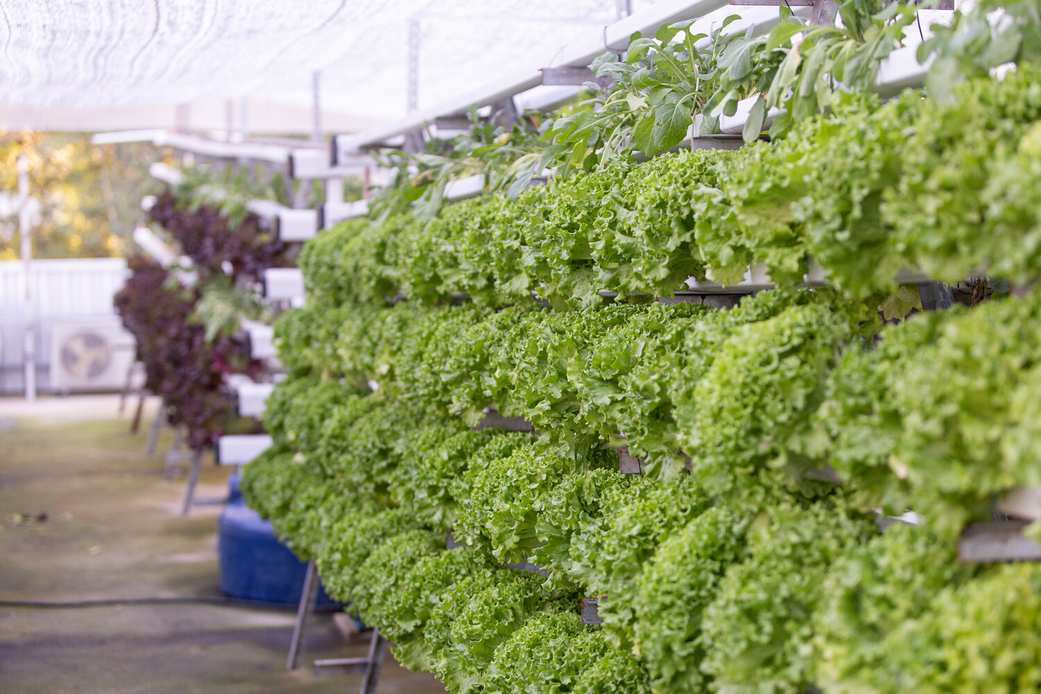 The Urban Farm Rethinking The Use Of Space in São Paulo — AGRITECTURE