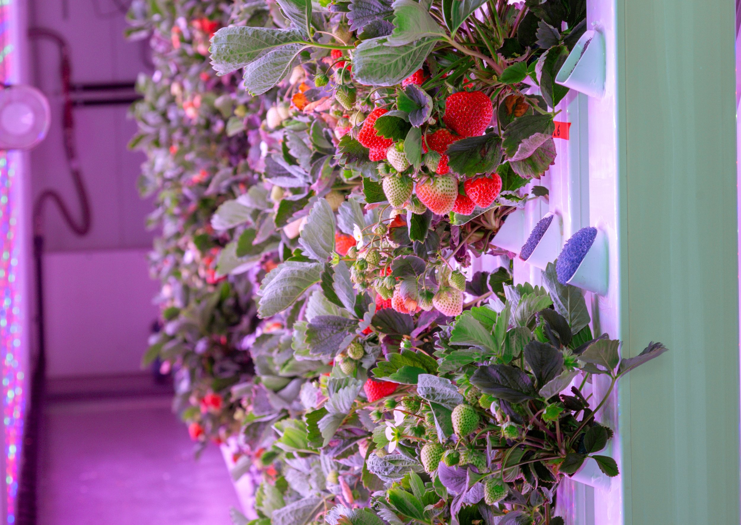 Indoor Farming Startup 'Agricool' Raises Another $28 Million For Their ...