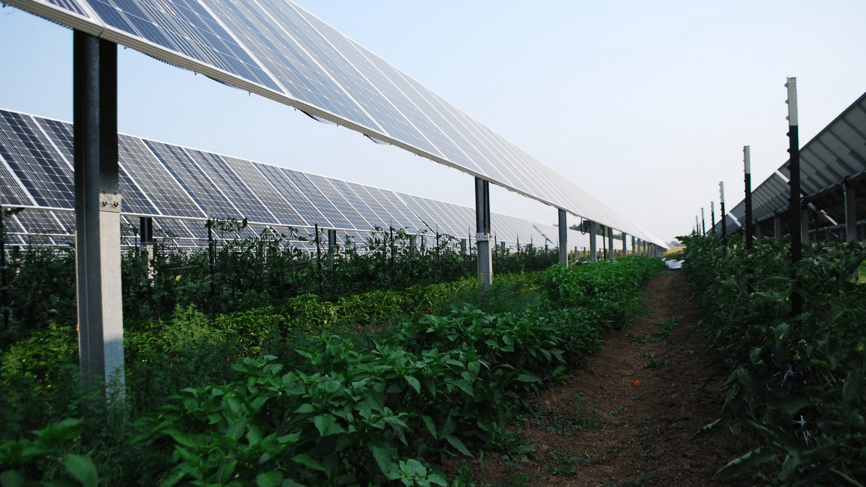 More Than Energy: Agrivoltaics’ Unexpected Perks