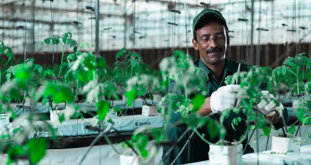 Al Ghalia Farms Leads Hydroponics in Bahrain