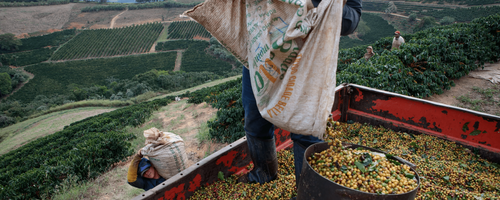 Coffee as we know it is in danger. Can we breed a better cup? — AGRITECTURE