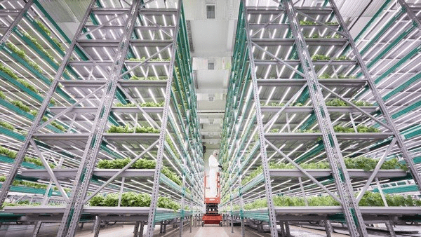 Green Basket, iFarm to Launch Vertical Farm in Riyadh