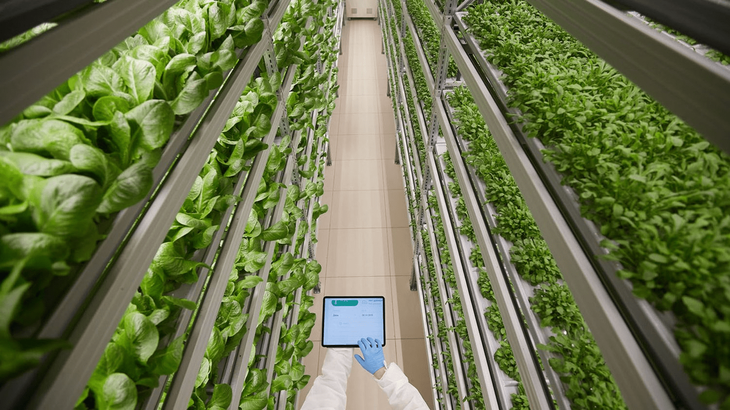 Green Basket To Launch Vertical Farm With iFarm Tech In Riyadh ...