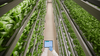 Green Basket, iFarm to Launch Vertical Farm in Riyadh