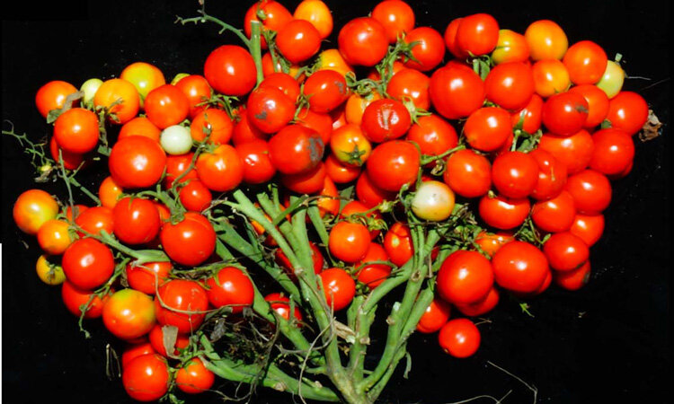 New Gene-Edited Bunched Tomato Variety Suitable For Urban Environments ...