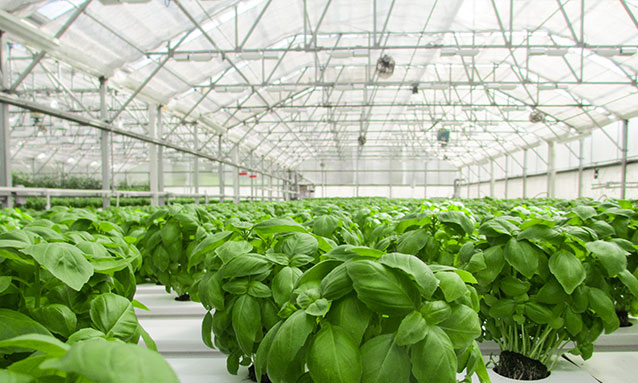 Thriving Sustainably: Greenhouse Innovations Ahead